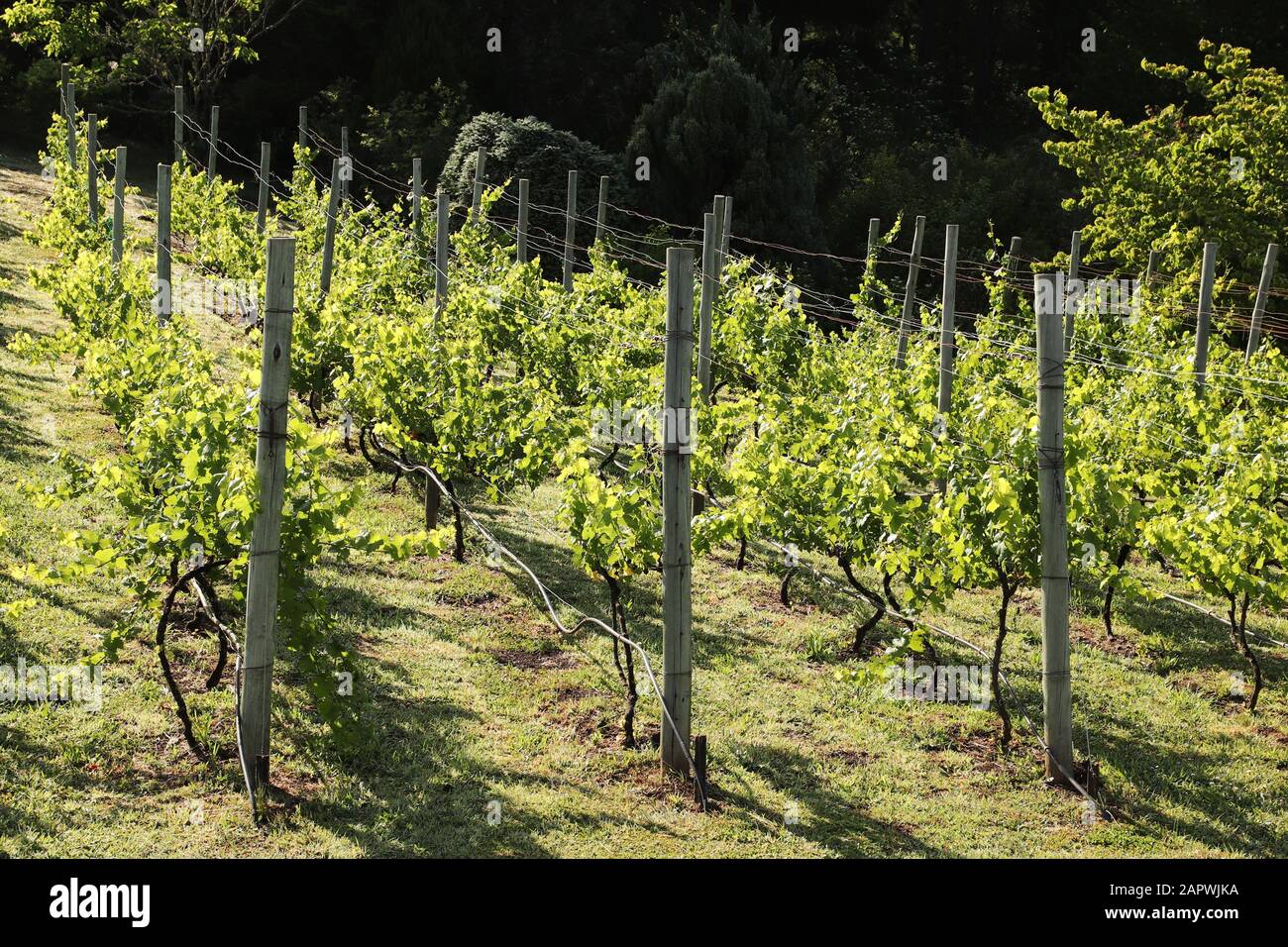 Scenery of a field full of newly planted trees Stock Photo - Alamy
