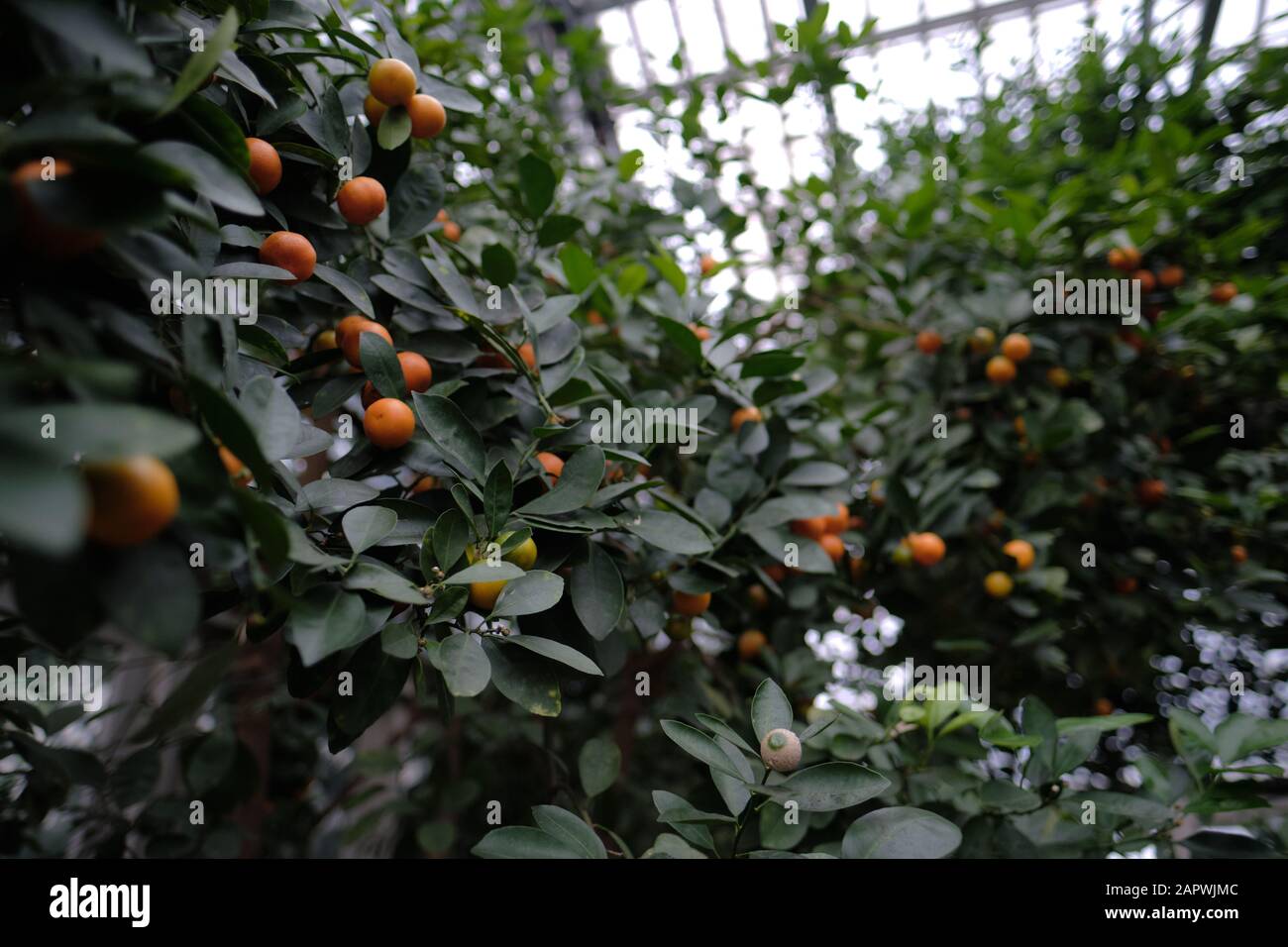 Tangerine citrus fruit tree full of harvest Stock Photo - Alamy