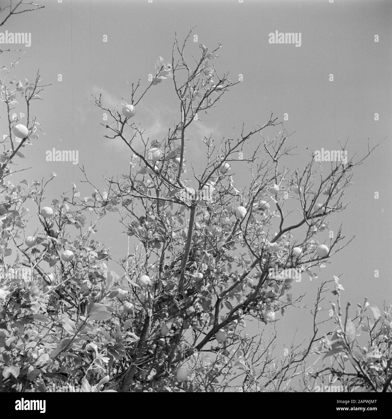 Israel 1948-1949: en route to Jerusalem Fruit loaded lemon tree Date ...