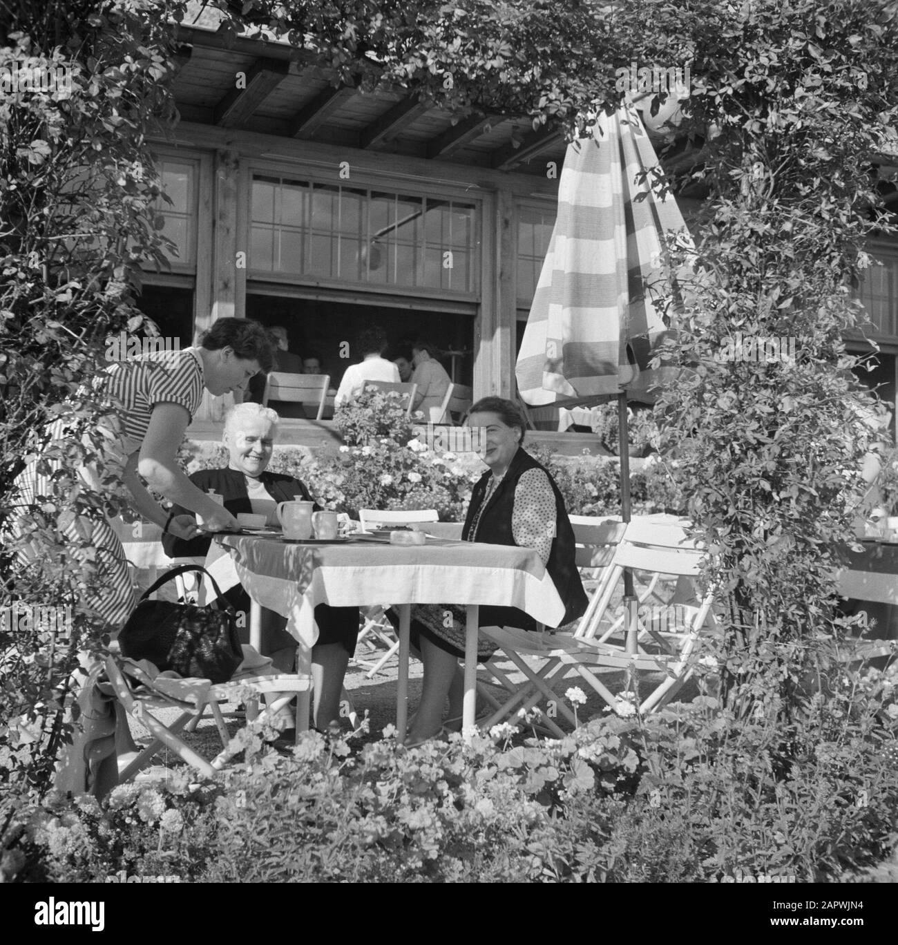 Rose hilde hi-res stock photography and images - Alamy