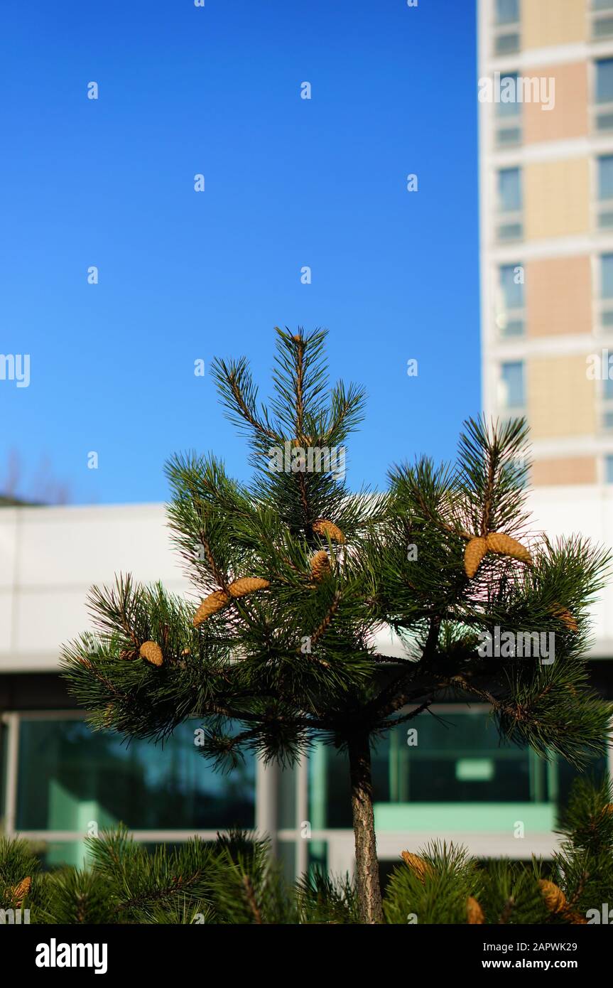 Vertical shot wooden cones hi-res stock photography and images - Alamy