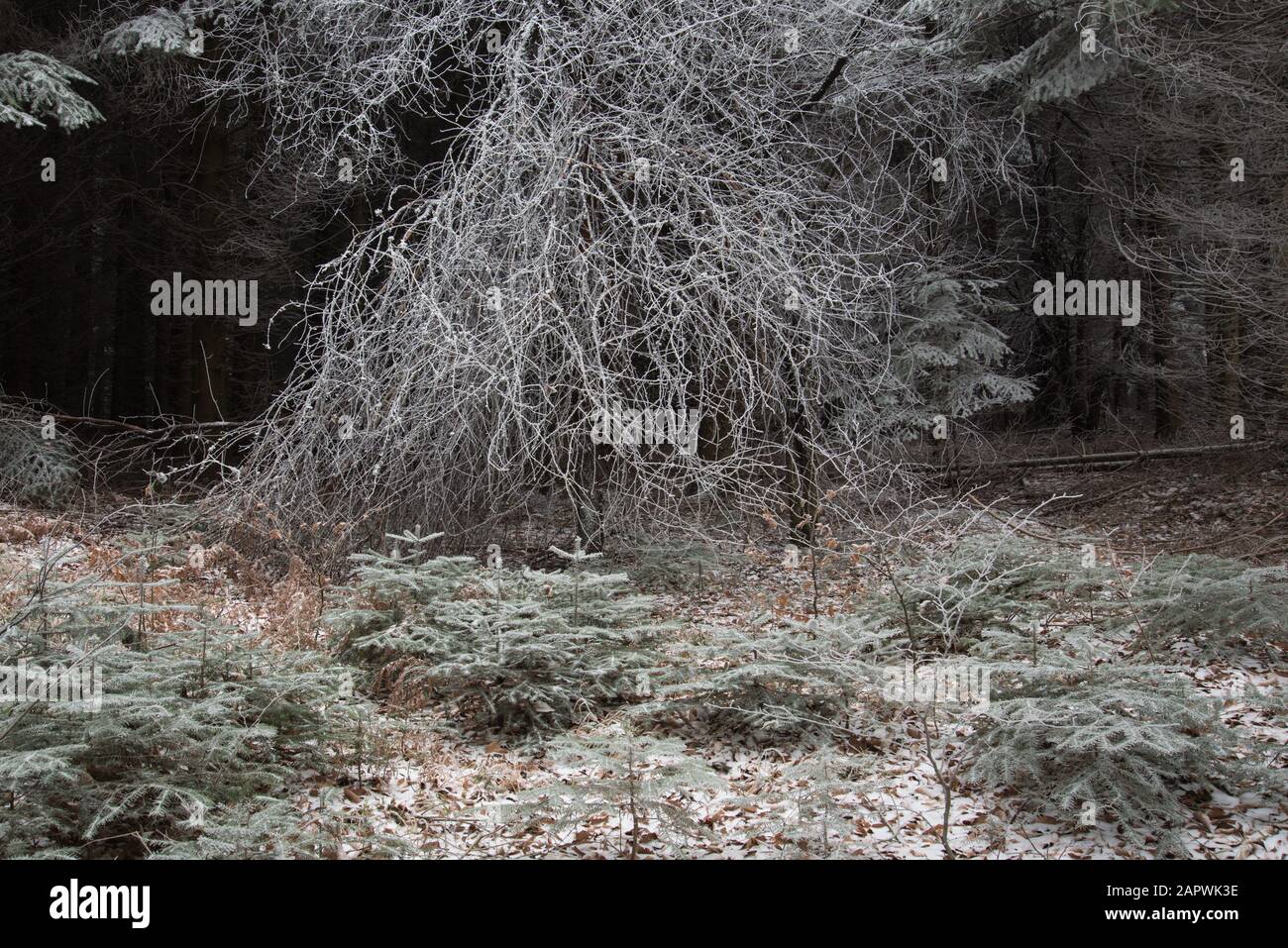 frozen snow in the forest Stock Photo - Alamy