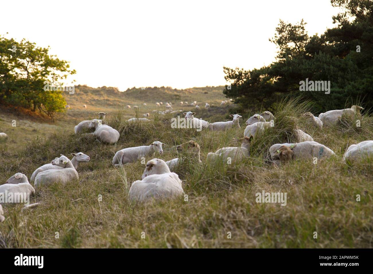 Grassy field with a herd of sheep laying on the ground Stock Photo - Alamy