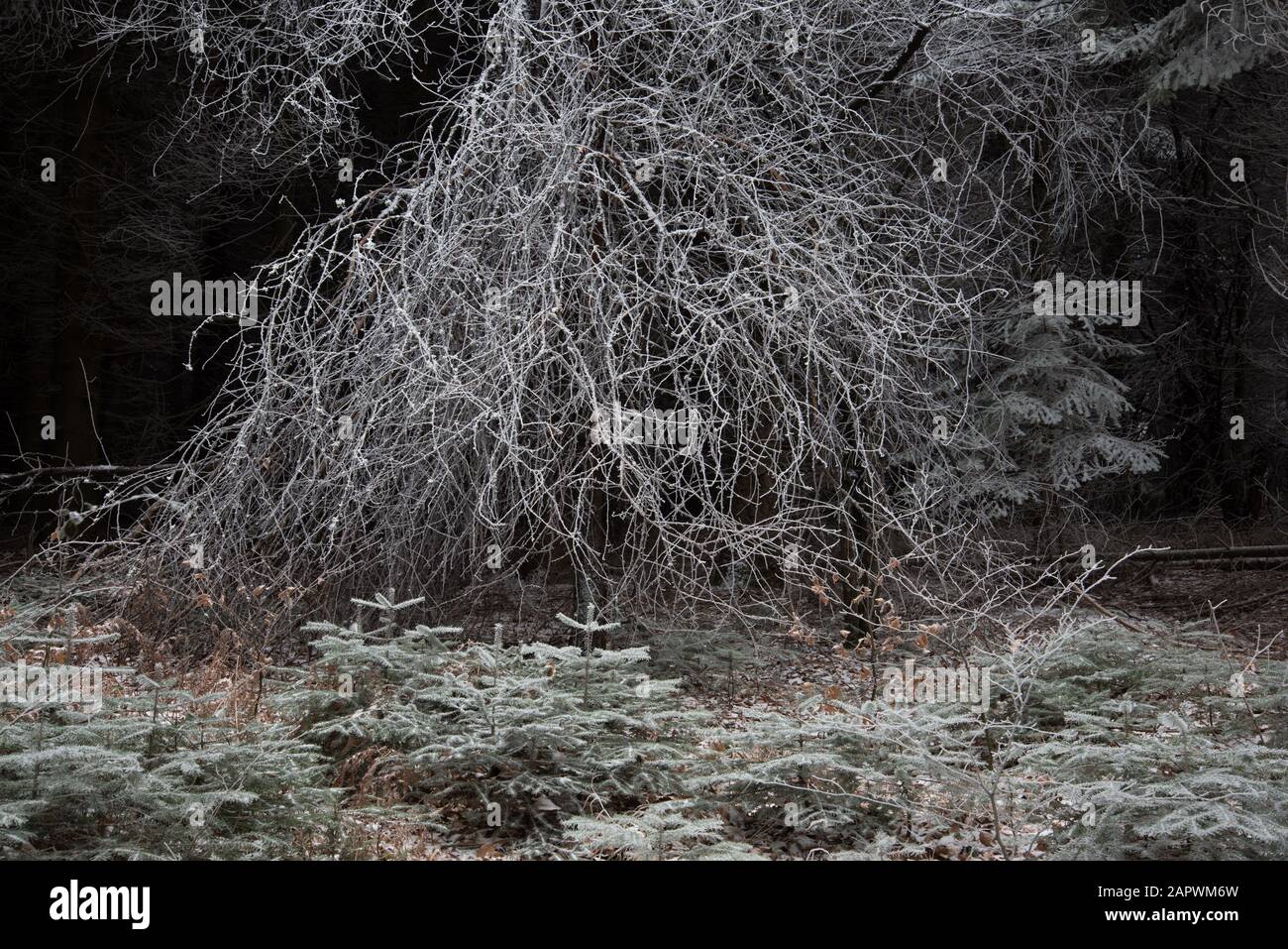 frozen snow in the forest Stock Photo - Alamy