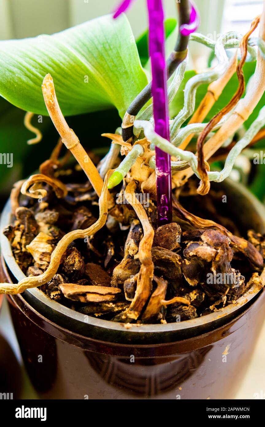 Plat pot hi-res stock photography and images - Alamy