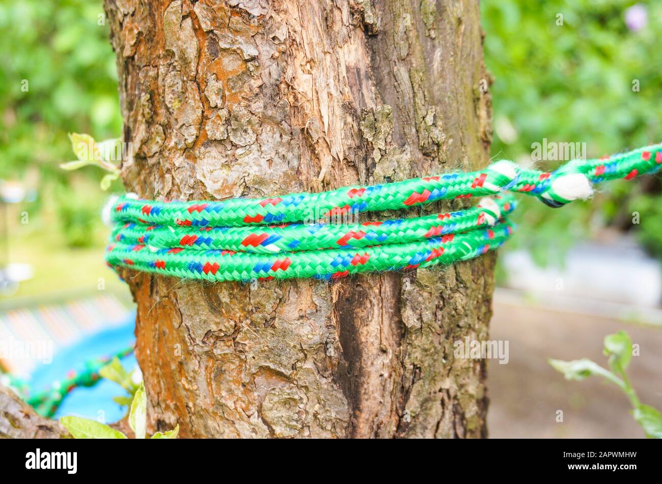 Green rope wrapped around a tree Stock Photo - Alamy