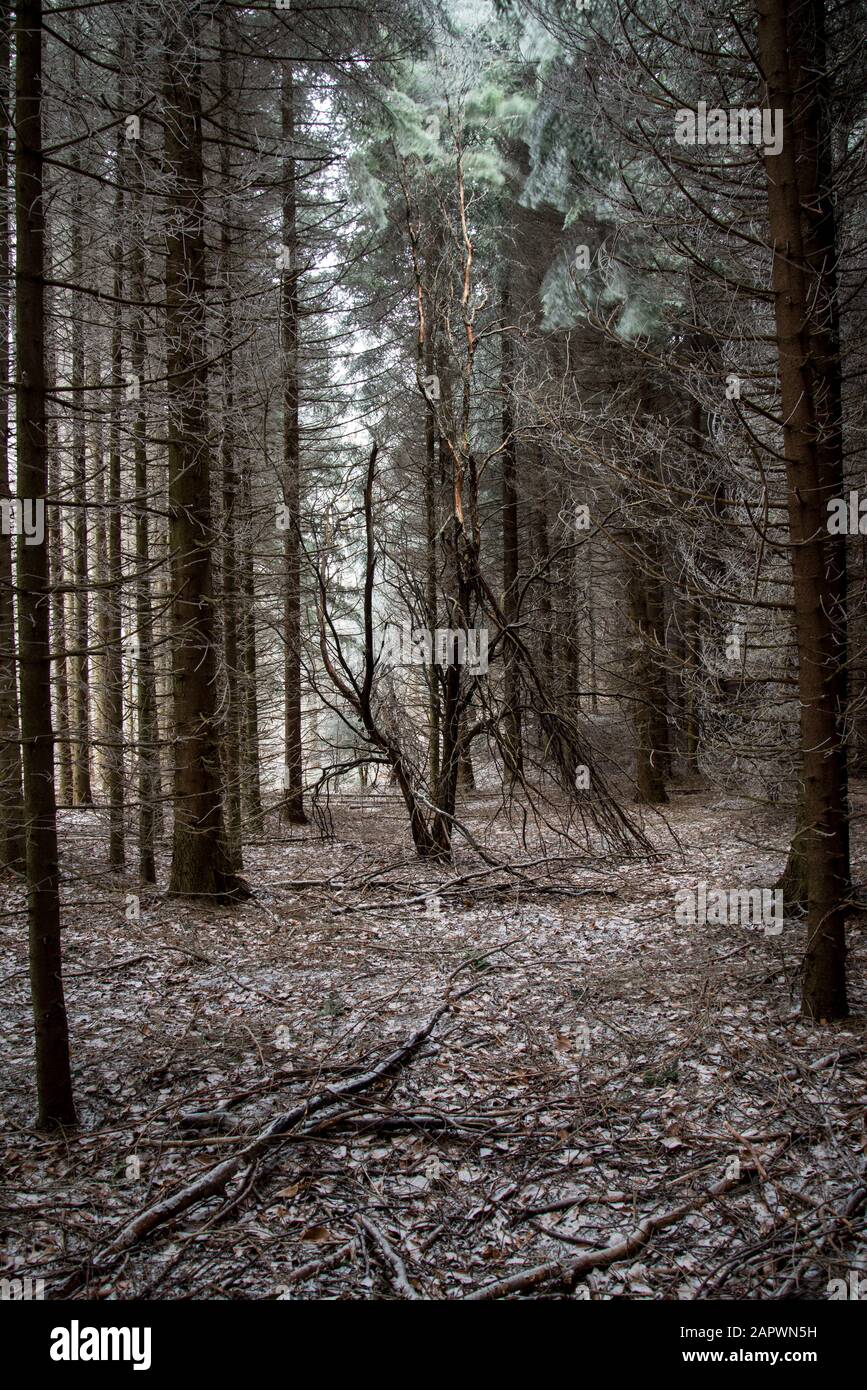 frozen snow in the forest Stock Photo - Alamy