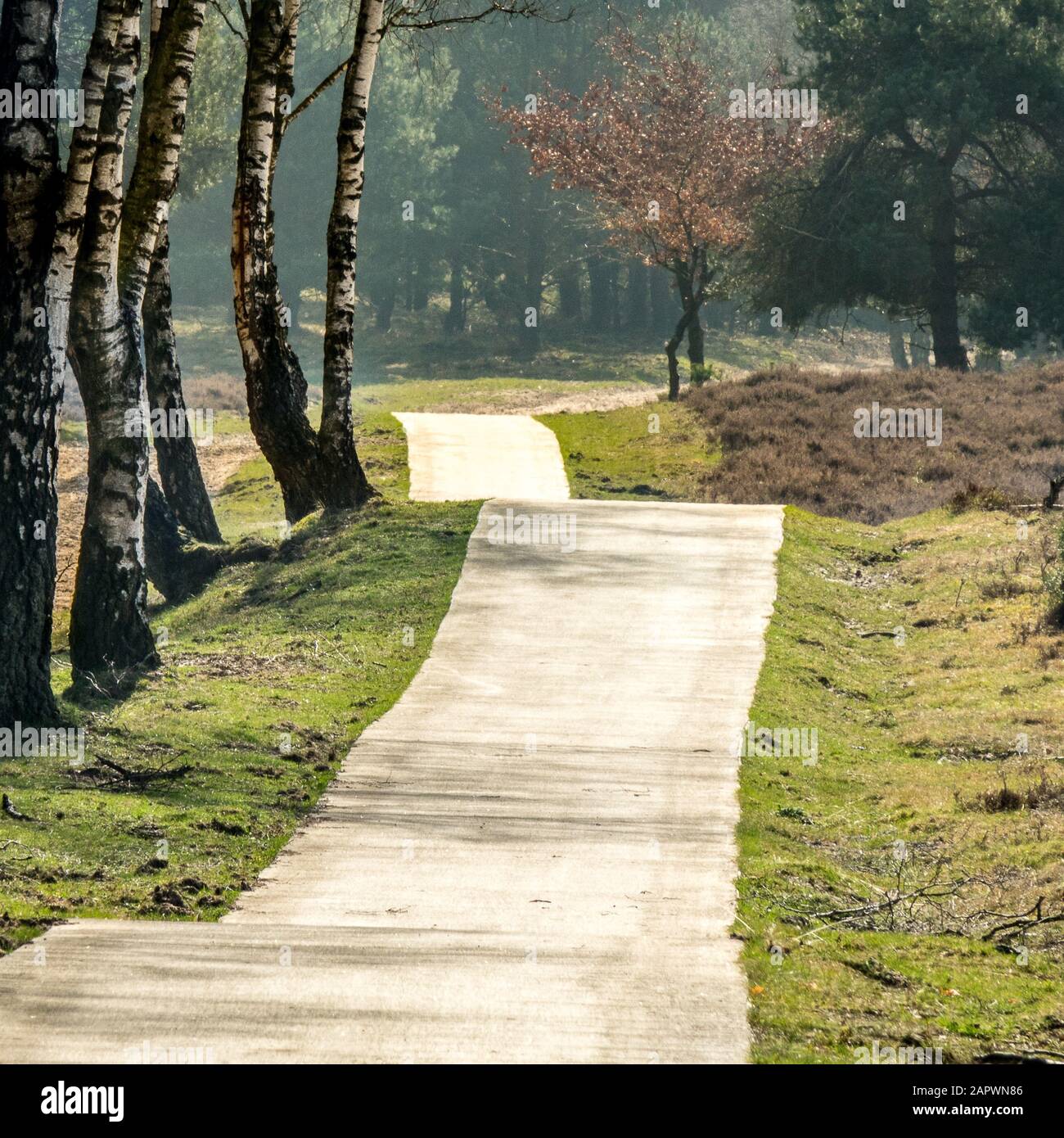 Road going between the trees and grass of the forest Stock Photo - Alamy