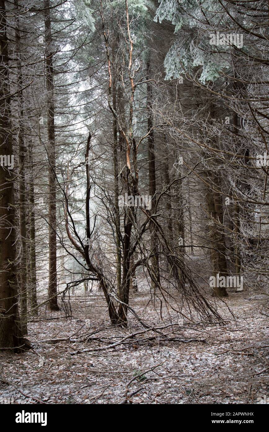 frozen snow in the forest Stock Photo - Alamy