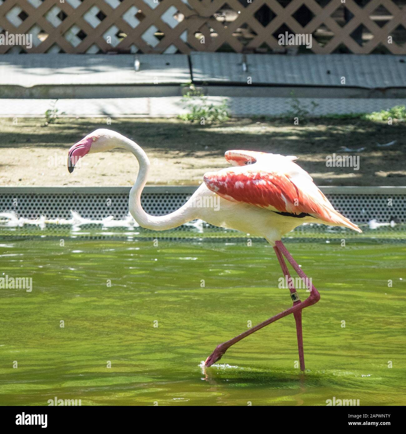 Pink flamingos walking in lagoon hi-res stock photography and images ...