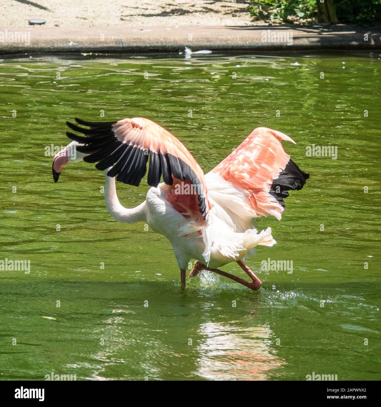 Closeup shot of a flamingo walking in the green water of a lake Stock ...