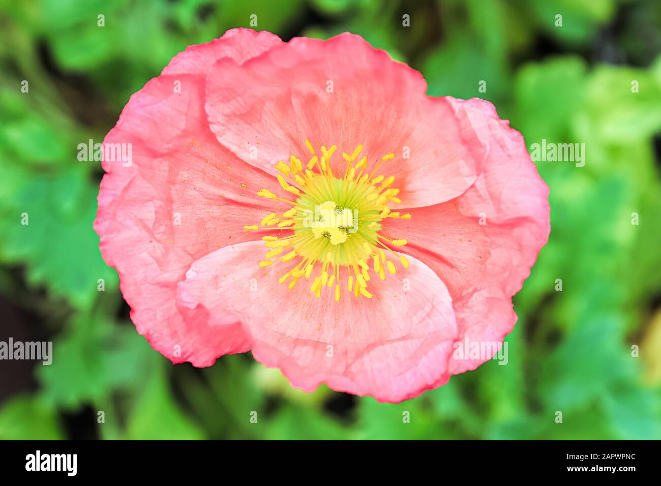 Poppy stigma hi-res stock photography and images - Alamy