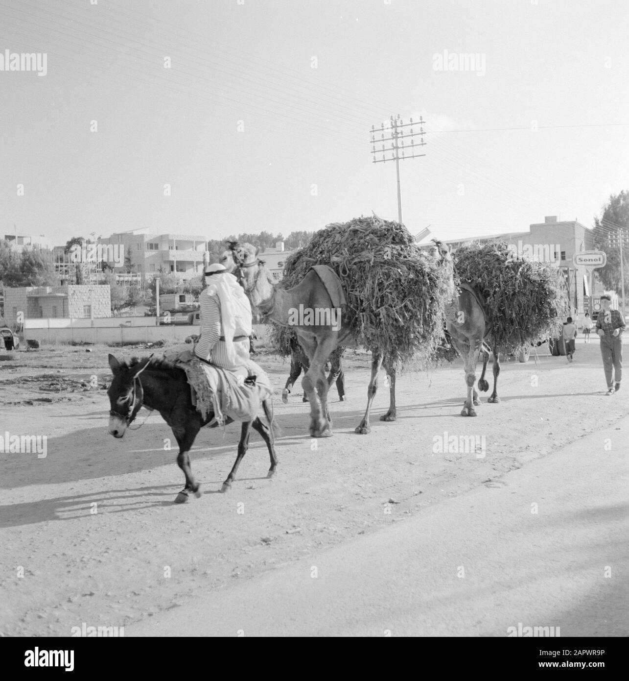 Donkeys and camels hi-res stock photography and images - Alamy