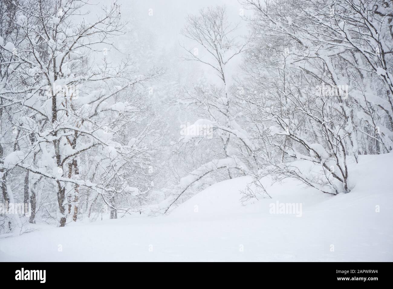 Various deciduous trees forest hi-res stock photography and images - Alamy