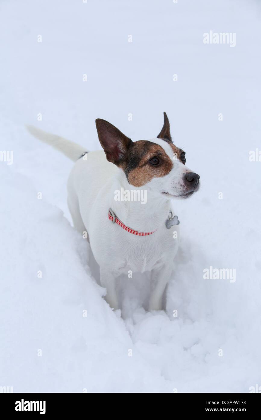 Dog standing in deep snow Stock Photo - Alamy