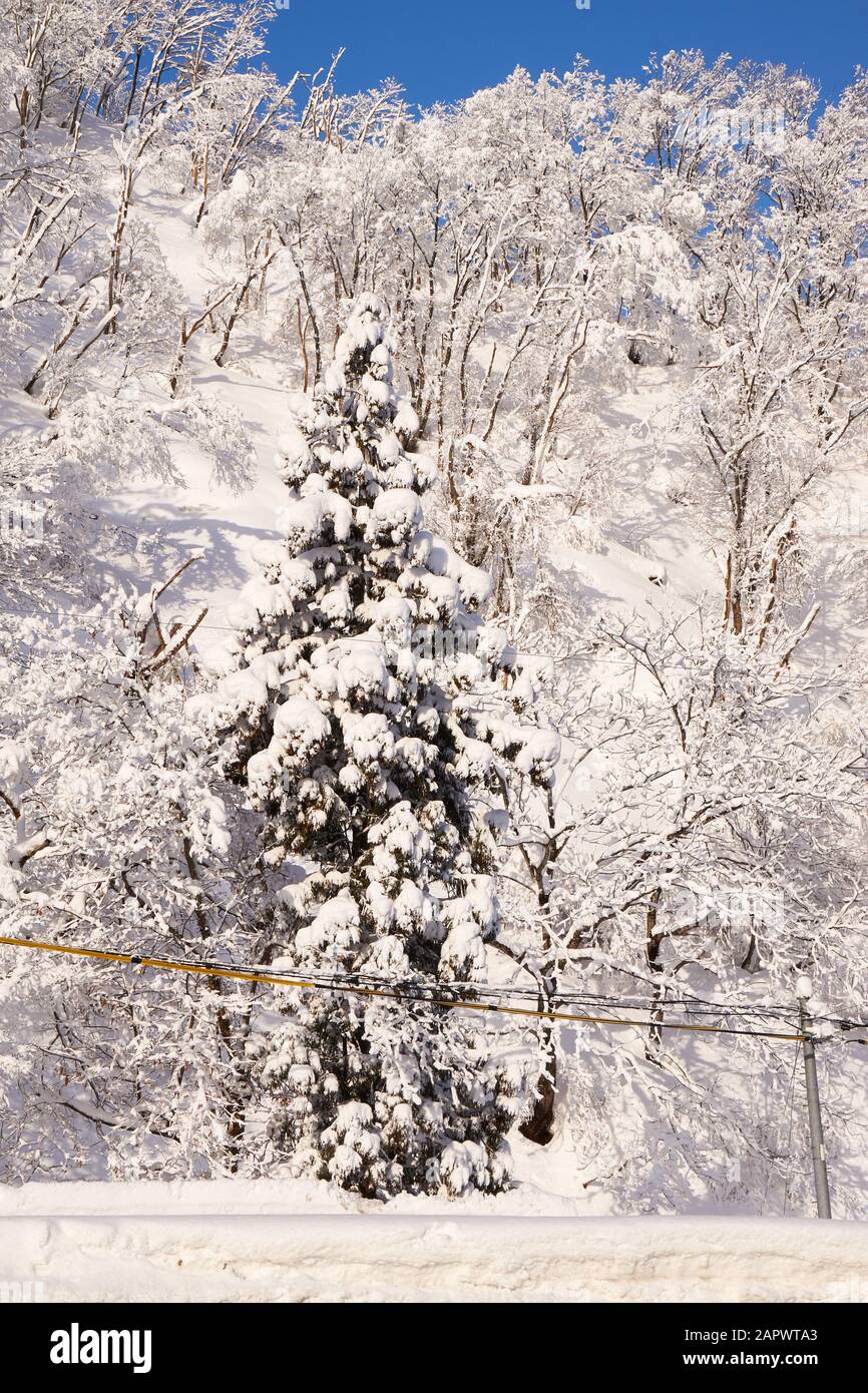 A single snow-covered pine tree stands in front of a forest of ...