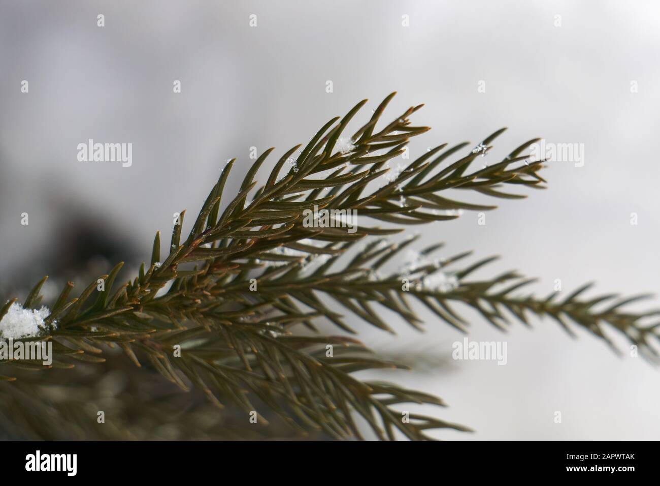 Snow rests on needles (leaves) of Japanese cedar (Cryptomeria japonica ...
