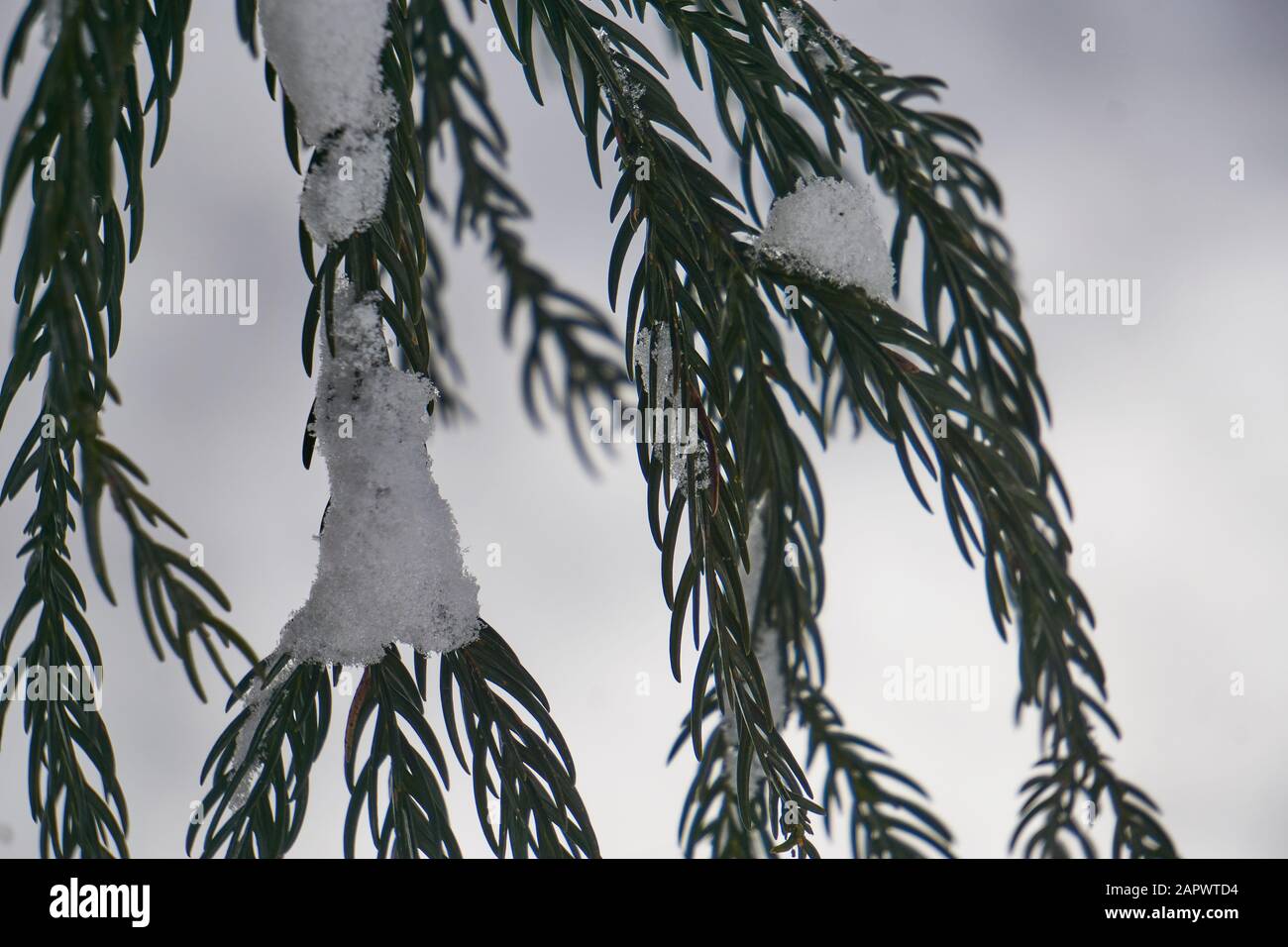 Snow rests on needles (leaves) of Japanese cedar (Cryptomeria japonica ...