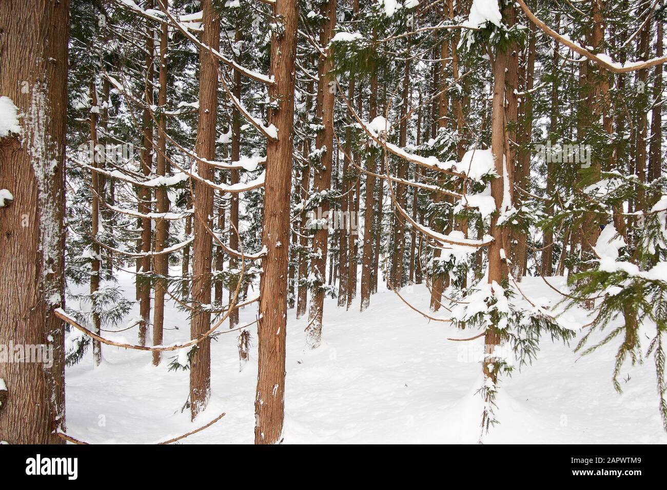 A forest of Japanese cedar (cryptomeria japonica) trees stands in deep ...