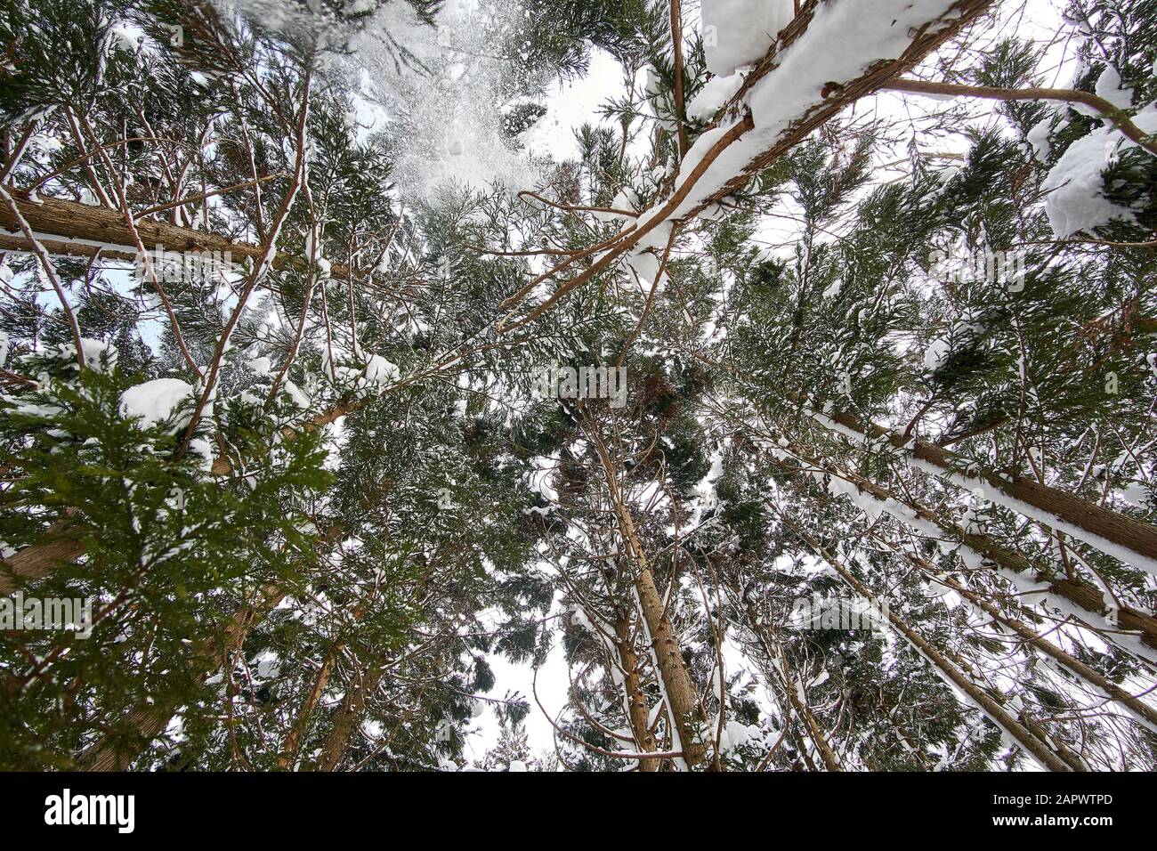 Looking up as snow falls from and is piled on the trunks, branches, and ...