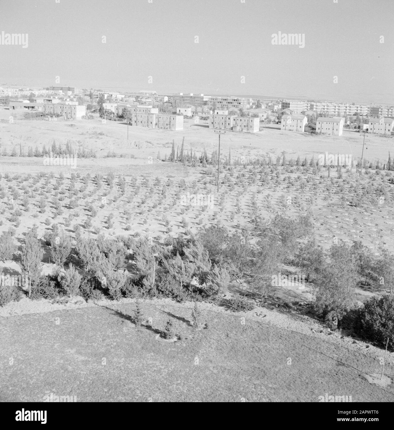 Israel: Bersjeba New planting on the outskirts of Bersheba Date ...