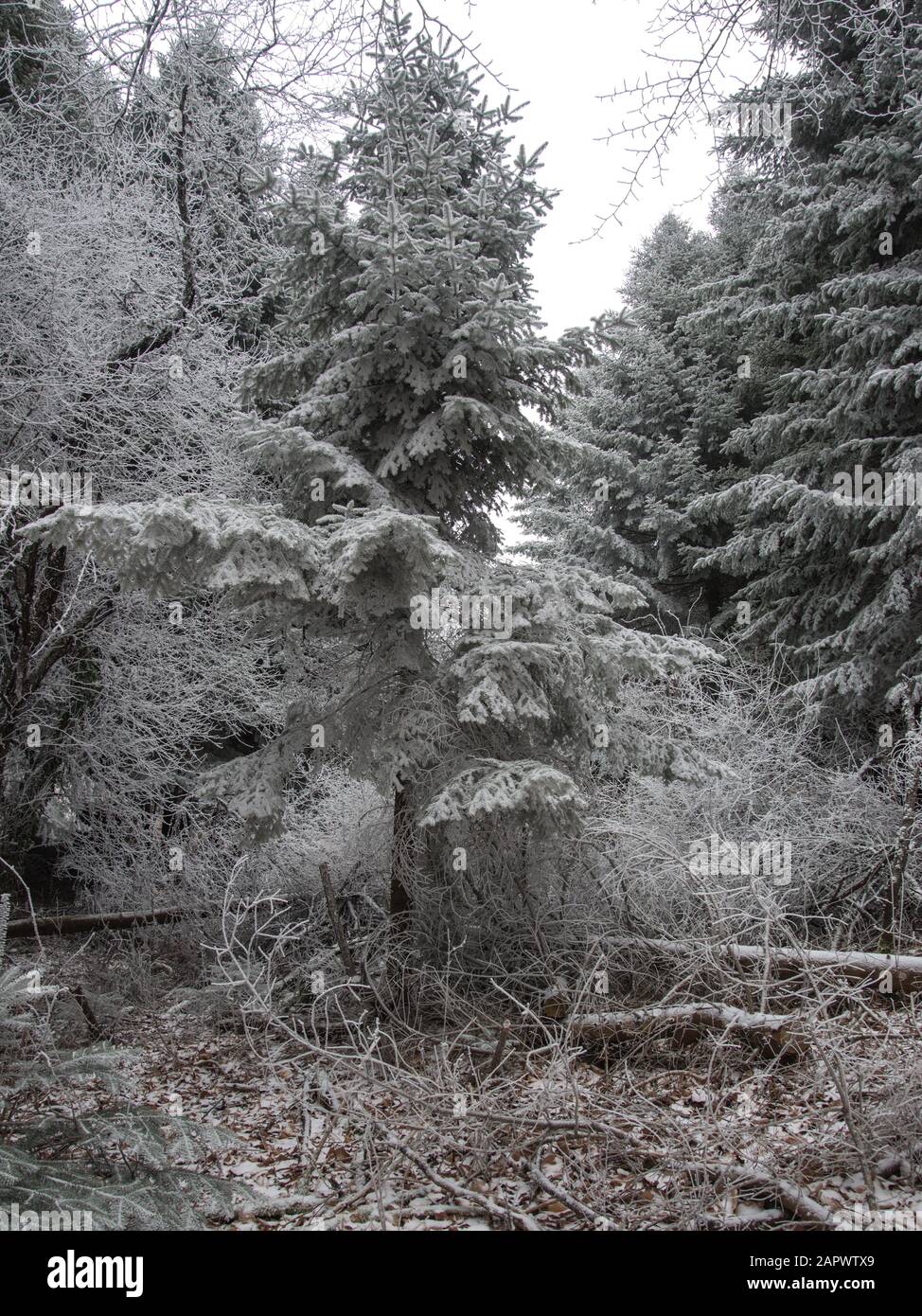 frozen snow in the forest Stock Photo - Alamy