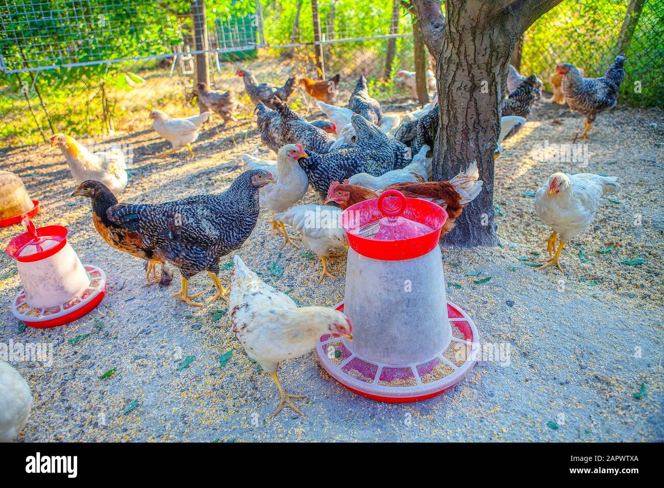 chicken farm , feeding of young hen Stock Photo - Alamy