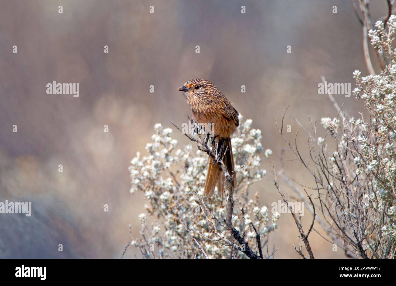 Western Grasswren of the arid Scrubland north of Whyalla, South ...