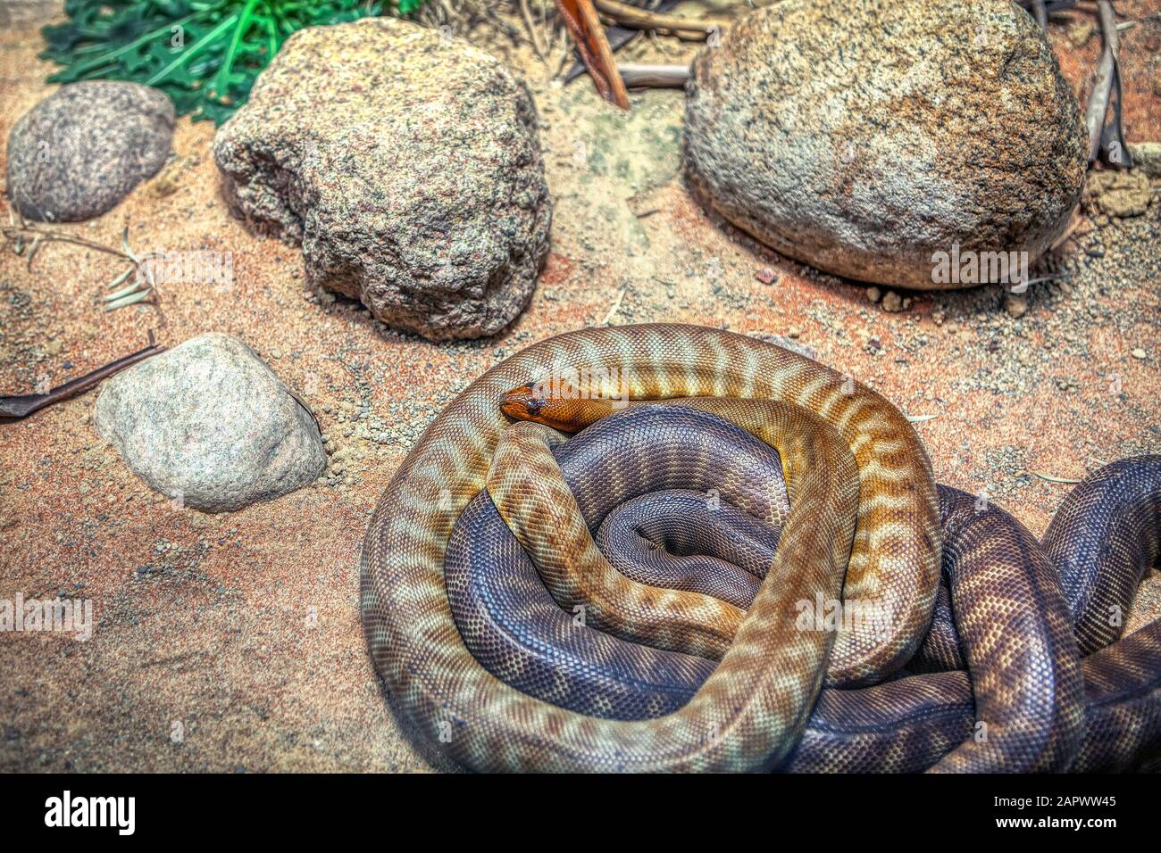 Hot snakes hi-res stock photography and images - Alamy