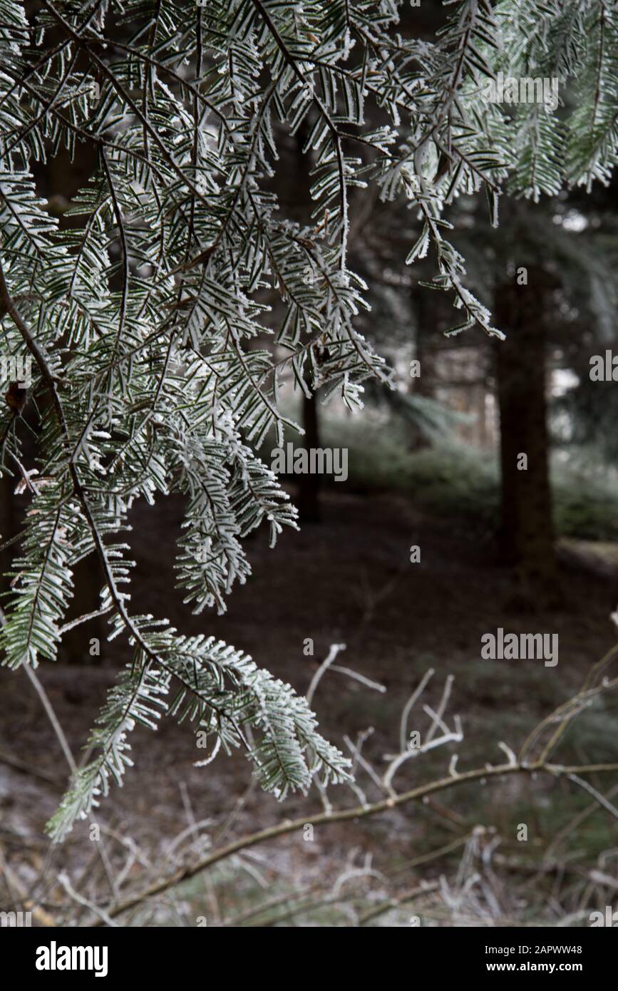 frozen snow in the forest Stock Photo - Alamy