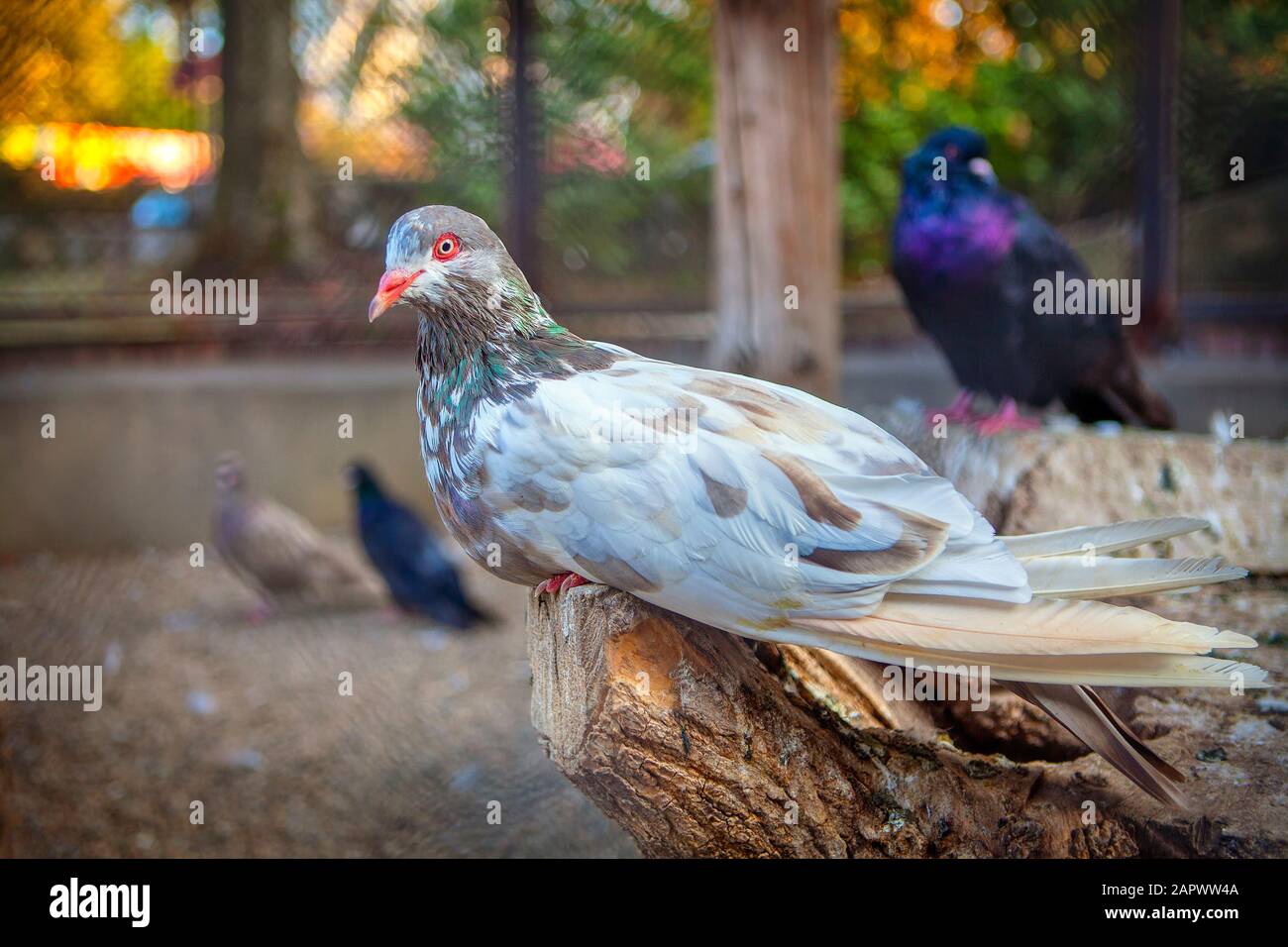 Purebred pigeon hi-res stock photography and images - Alamy
