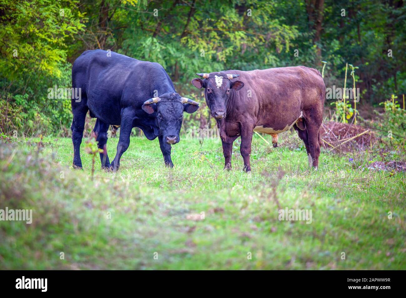 Aggressive bulls hi-res stock photography and images - Alamy