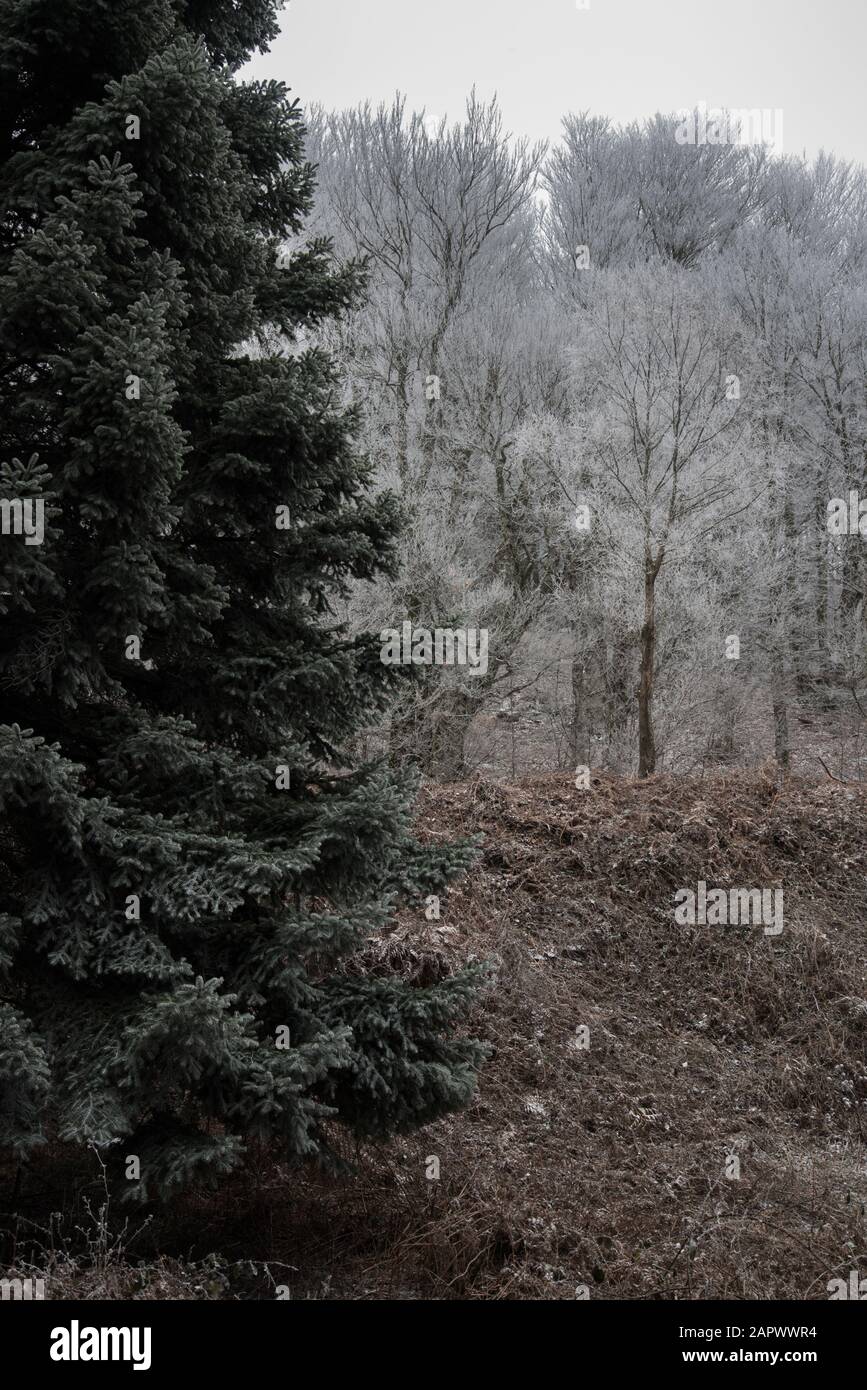 frozen snow in the forest Stock Photo - Alamy
