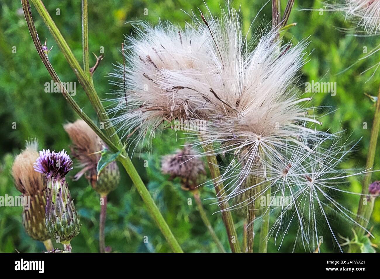 Fluff spread hi-res stock photography and images - Alamy