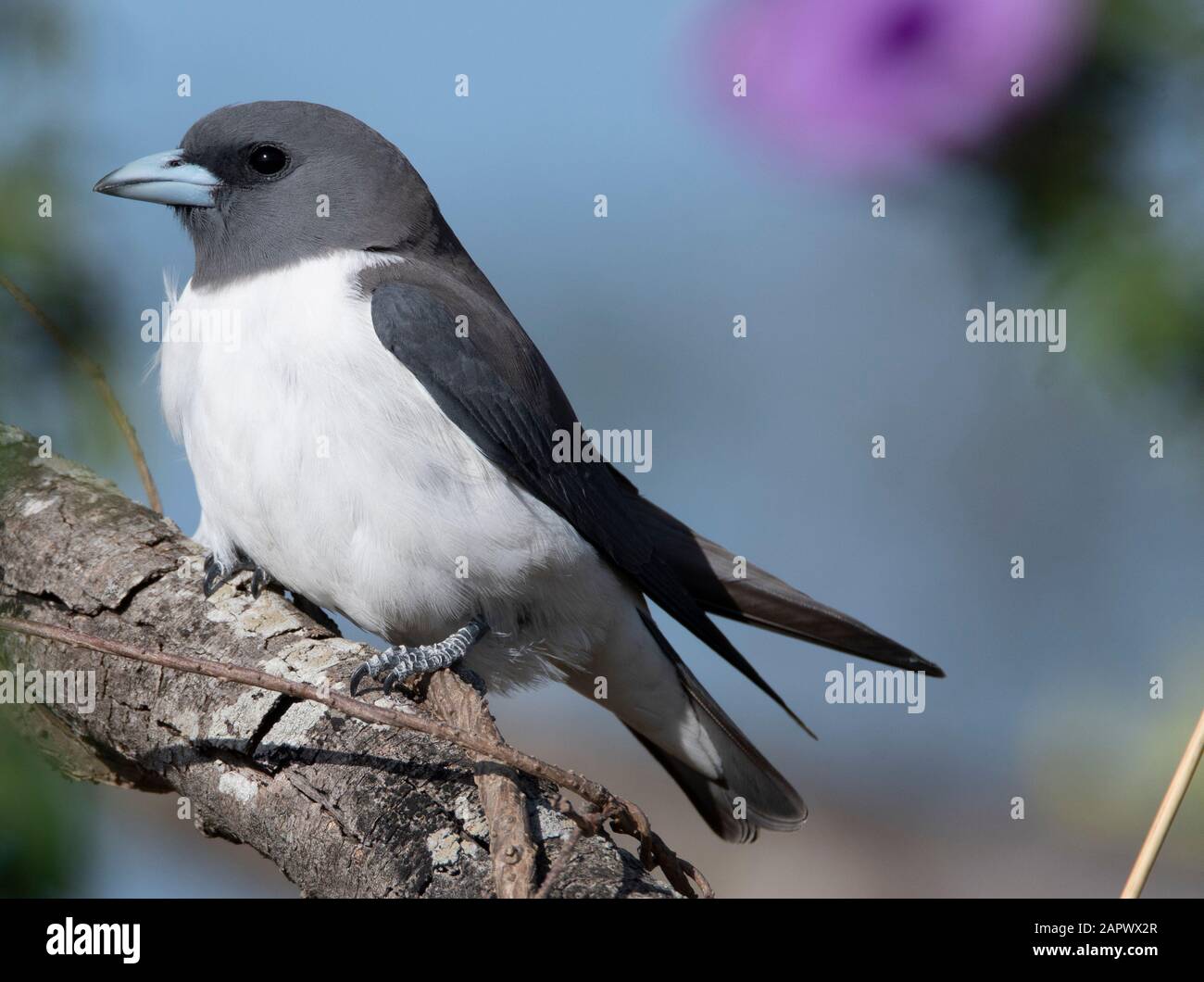 Aerial Acrobat of Nudgee Beach Swamps, Brisbane, Australia Stock Photo ...
