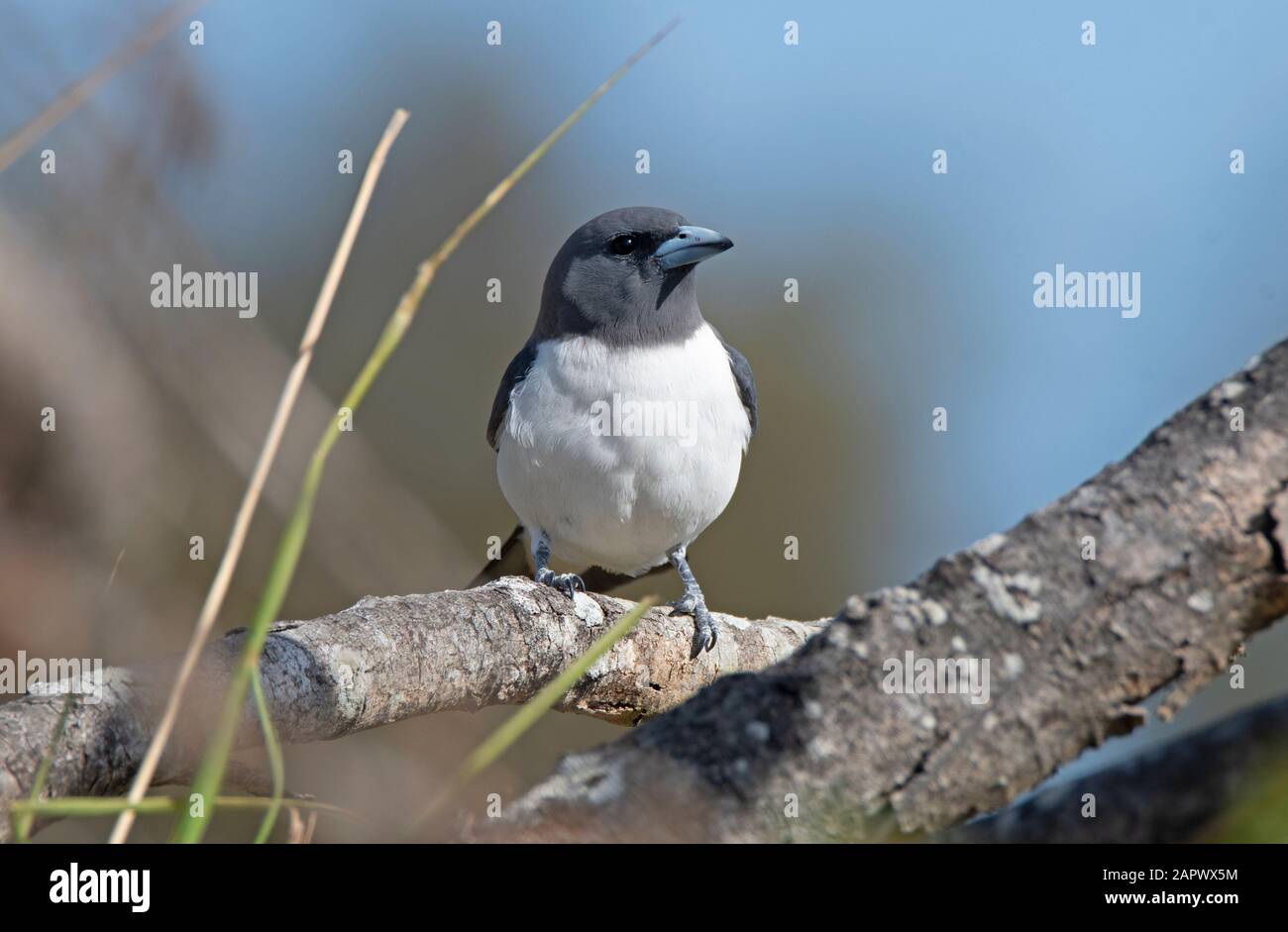 Acrobat bird hi-res stock photography and images - Alamy