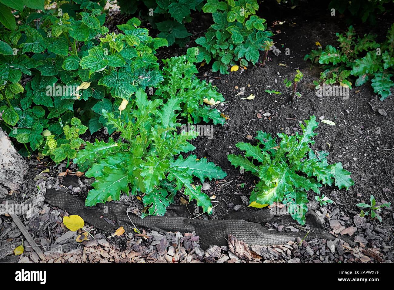 Thistle plants grow in hi-res stock photography and images - Alamy