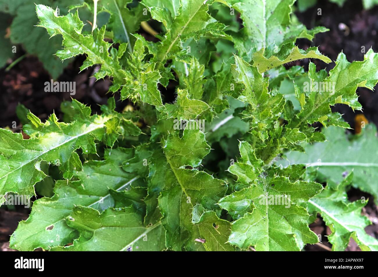 Spiny perennial plant hi-res stock photography and images - Alamy