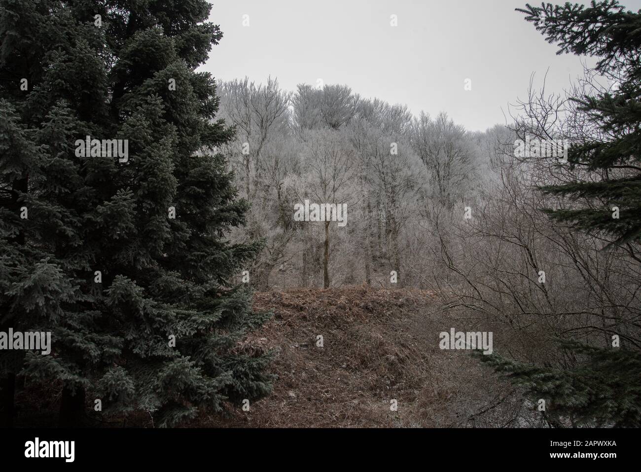 frozen snow in the forest Stock Photo - Alamy