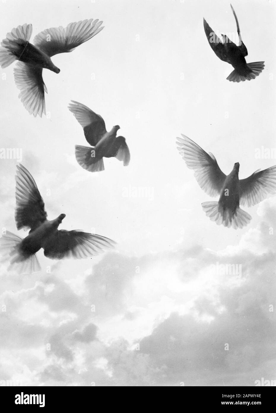 Flying fluttering Black and White Stock Photos & Images - Alamy