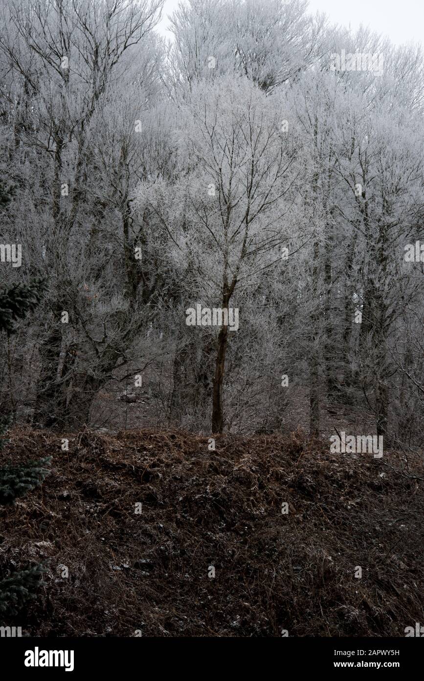 frozen snow in the forest Stock Photo - Alamy