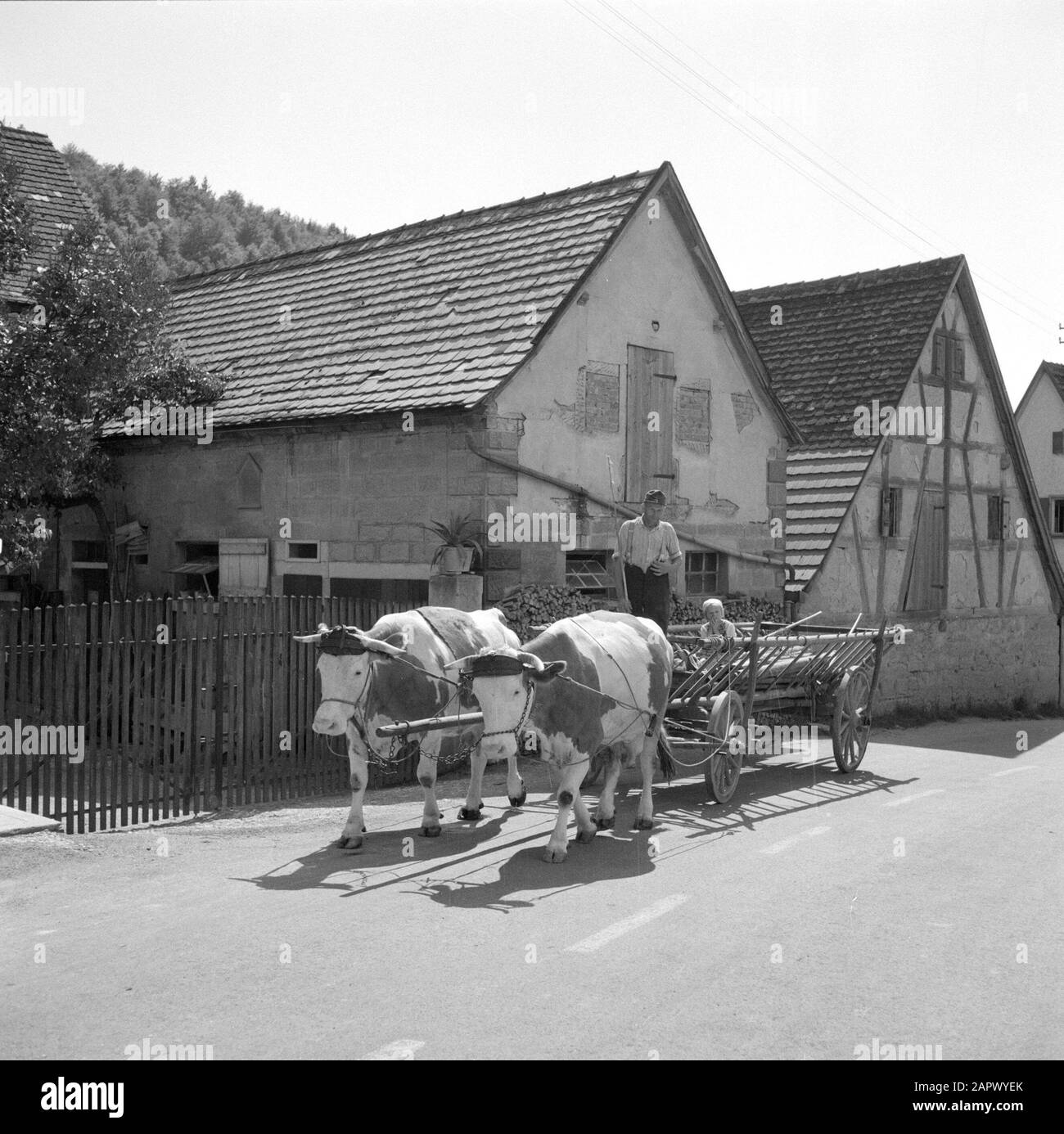 Mittelfranken Ox carts at farmhouses Date: 1960 Location: Bavaria ...