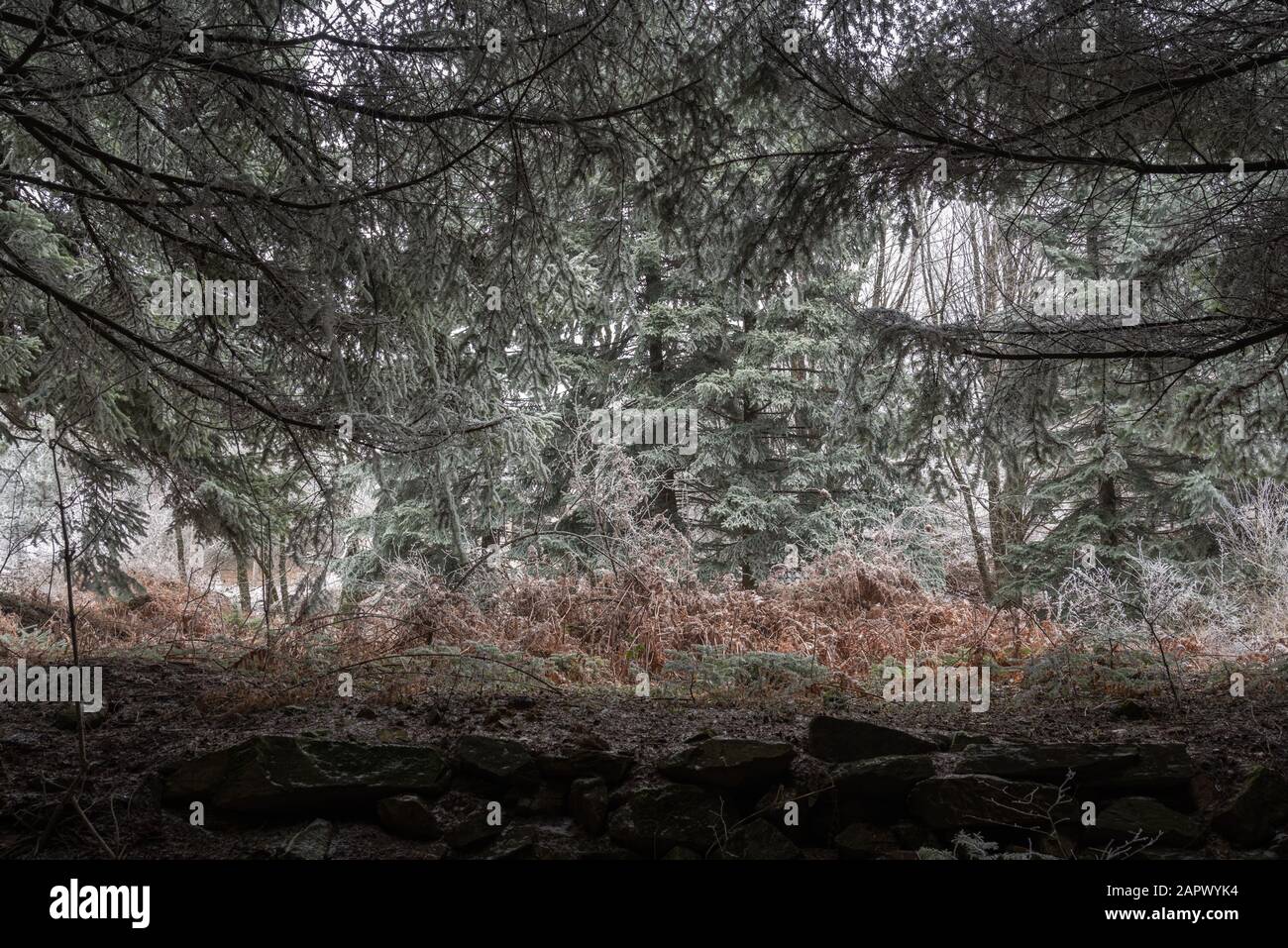frozen snow in the forest Stock Photo - Alamy