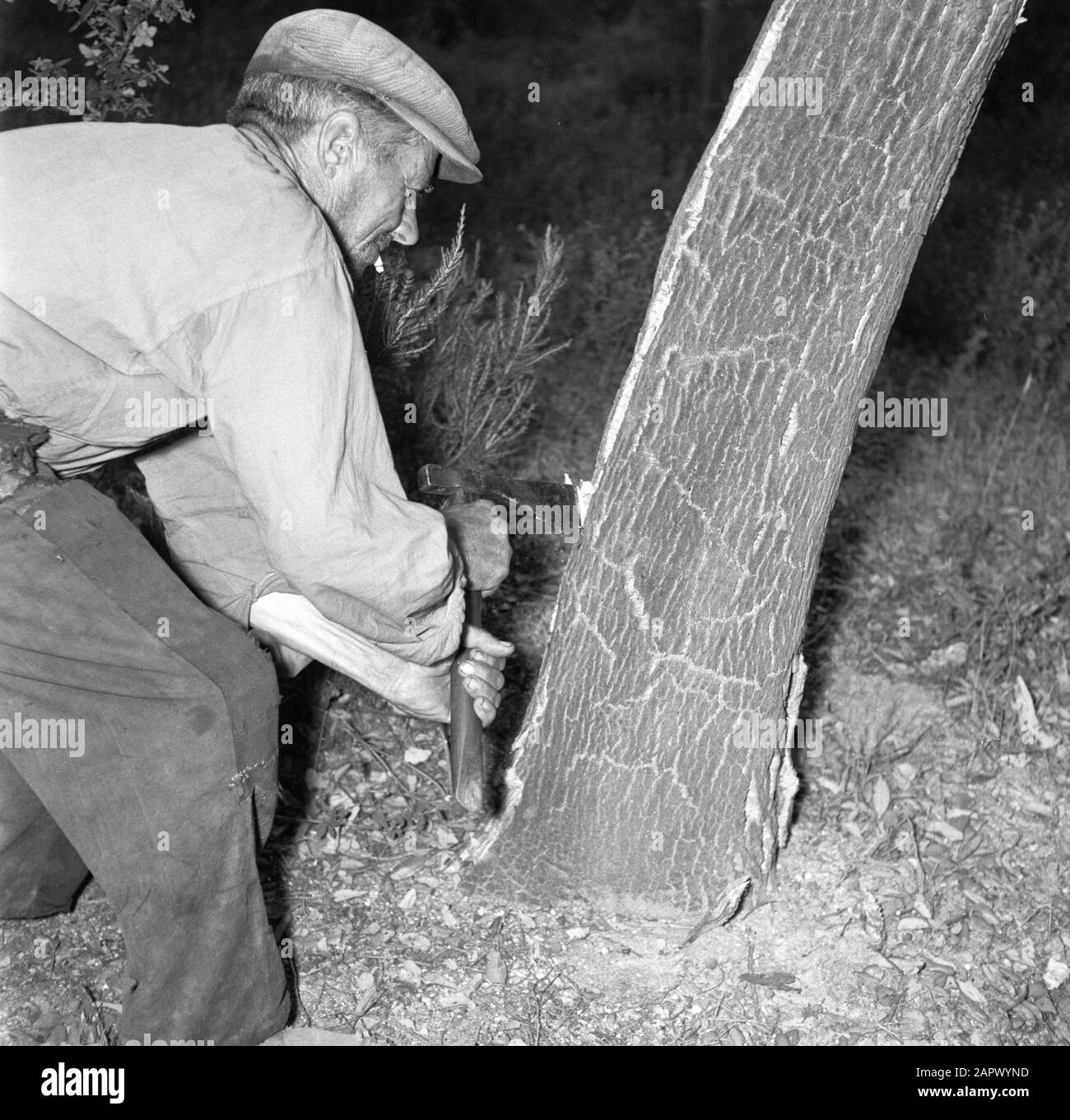 Man peels bark Black and White Stock Photos & Images - Alamy
