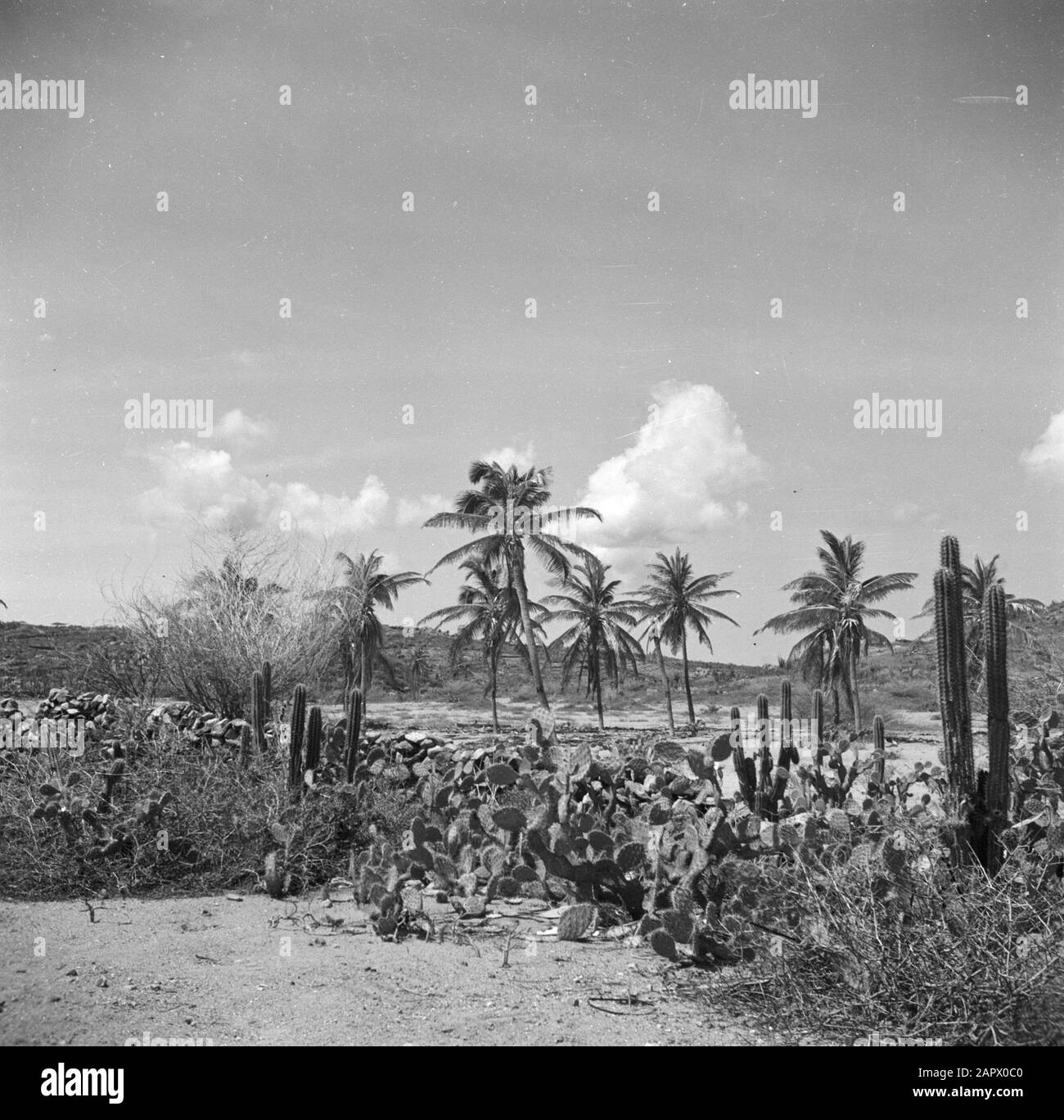 Aruba wildlife Black and White Stock Photos & Images - Alamy