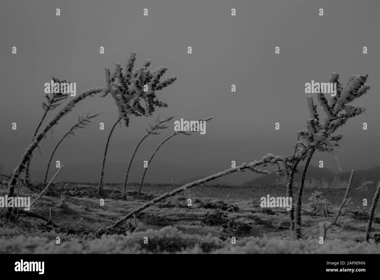 frozen snow in the forest Stock Photo - Alamy