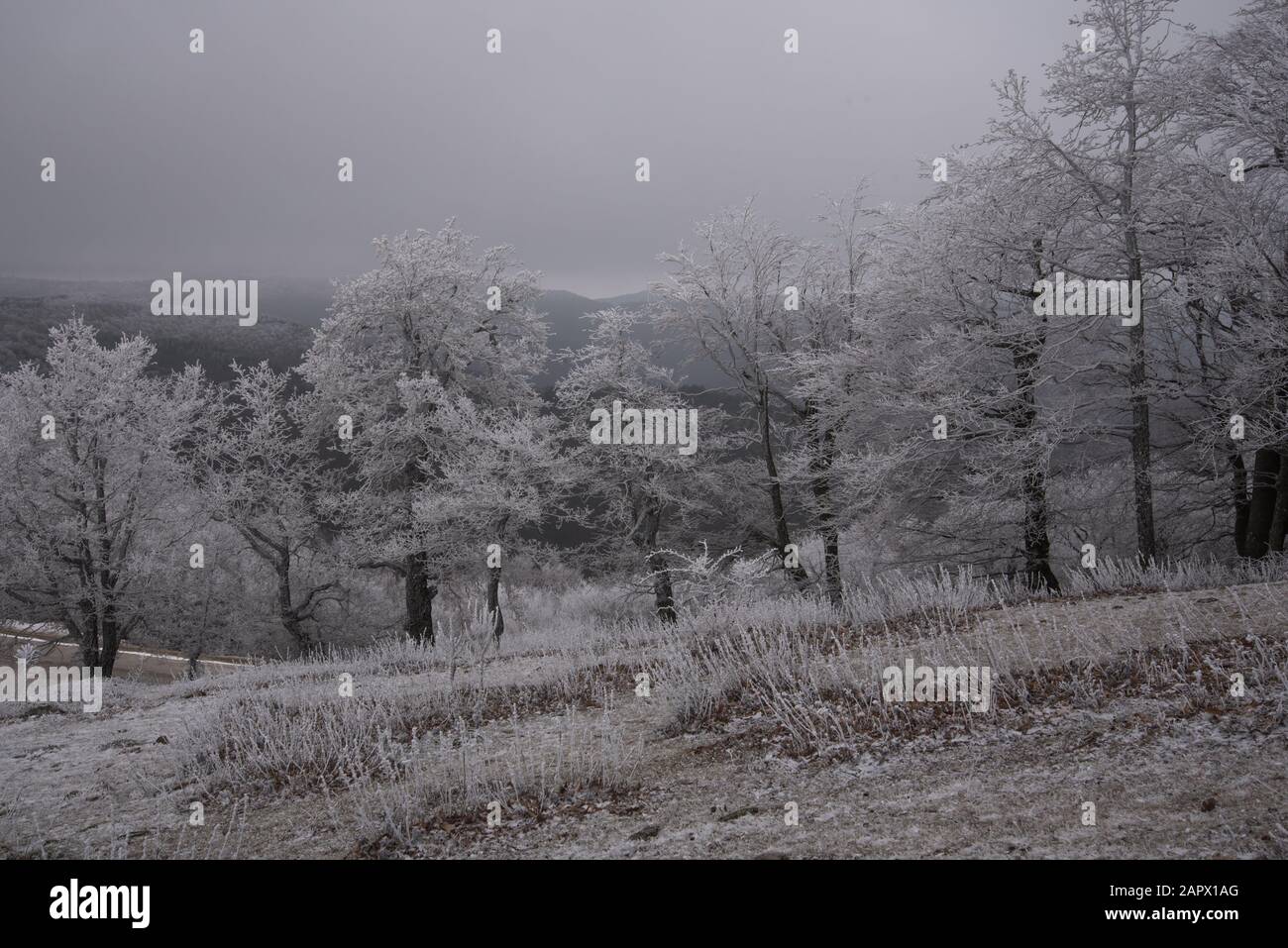 frozen snow in the forest Stock Photo - Alamy