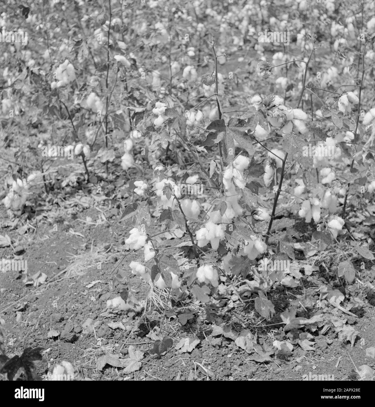 Maturing cotton Black and White Stock Photos & Images - Alamy