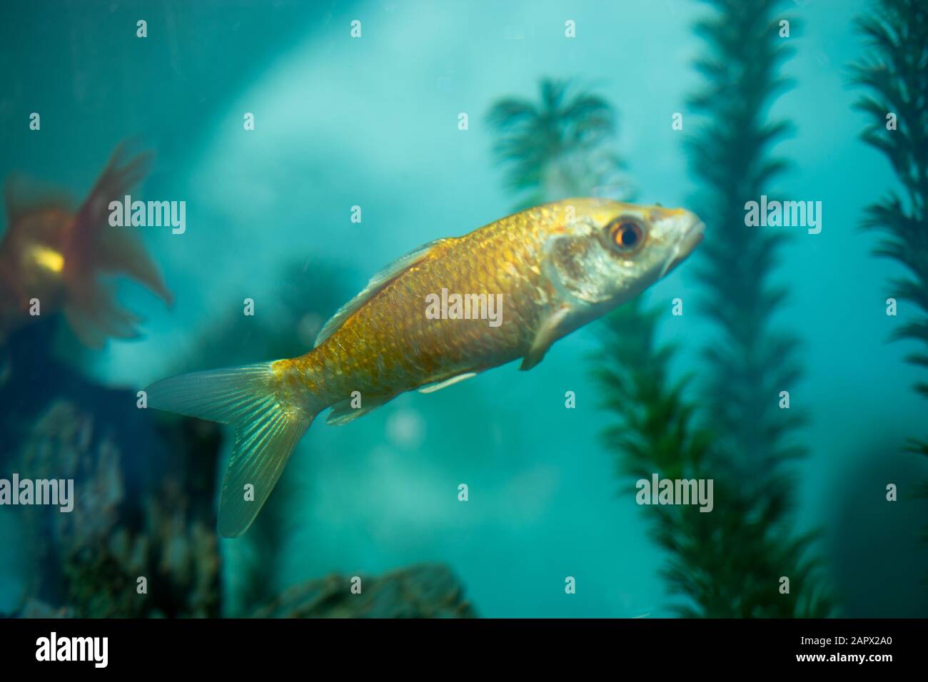 Colorful fish swimming in an aquarium Stock Photo - Alamy