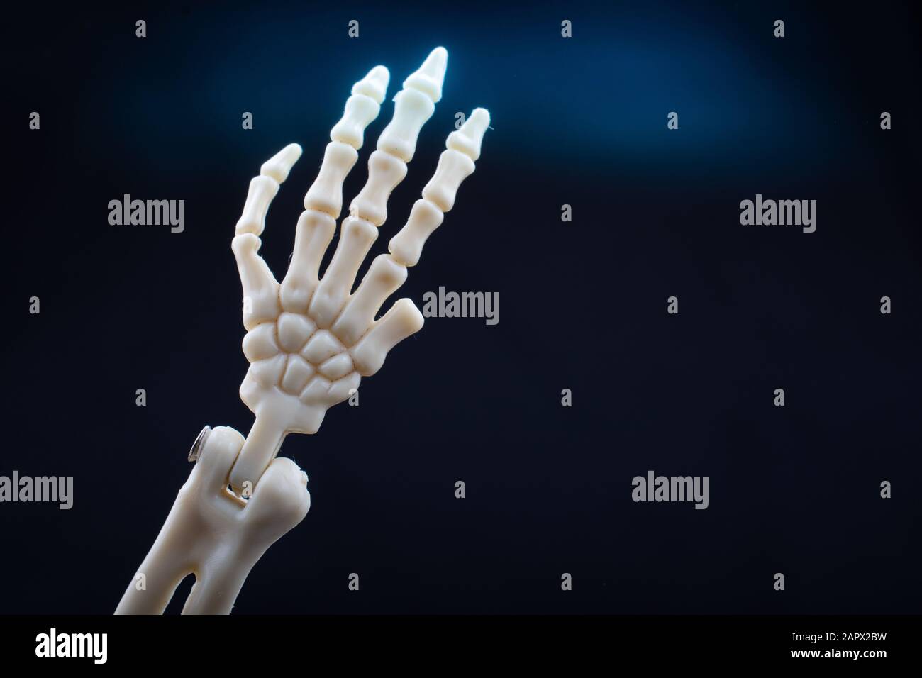 Human skeleton hand model for medical anatomy science Medical clinic ...
